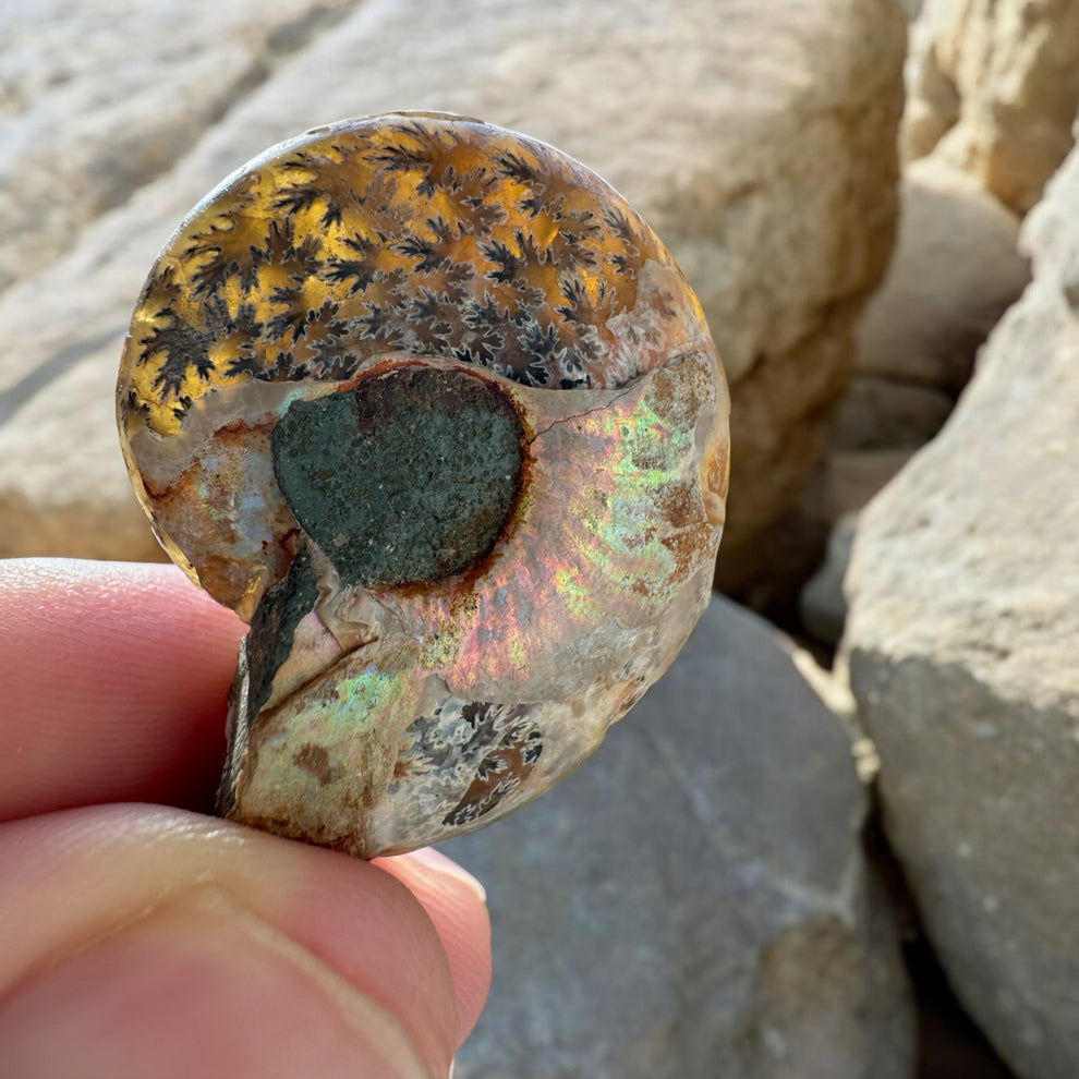 Ammonite Fossil (small) – Montrose Biology