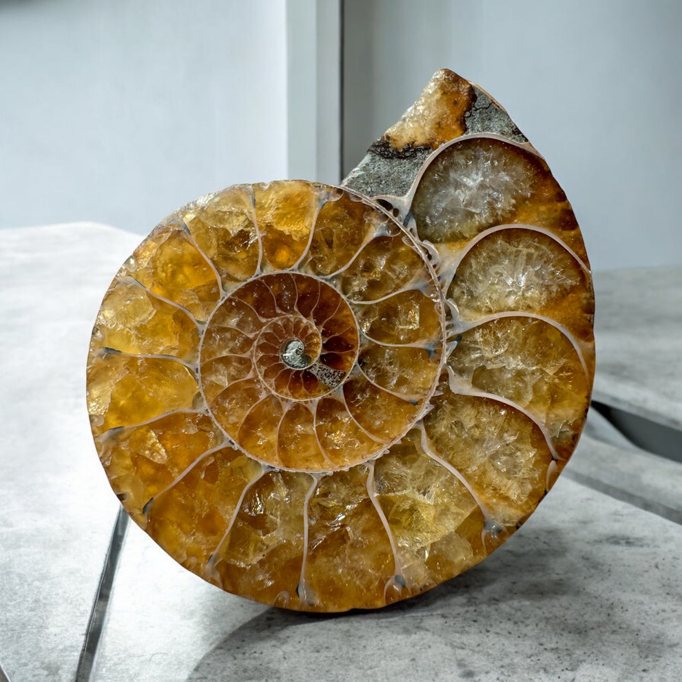 Ammonite Fossil (small) – Montrose Biology