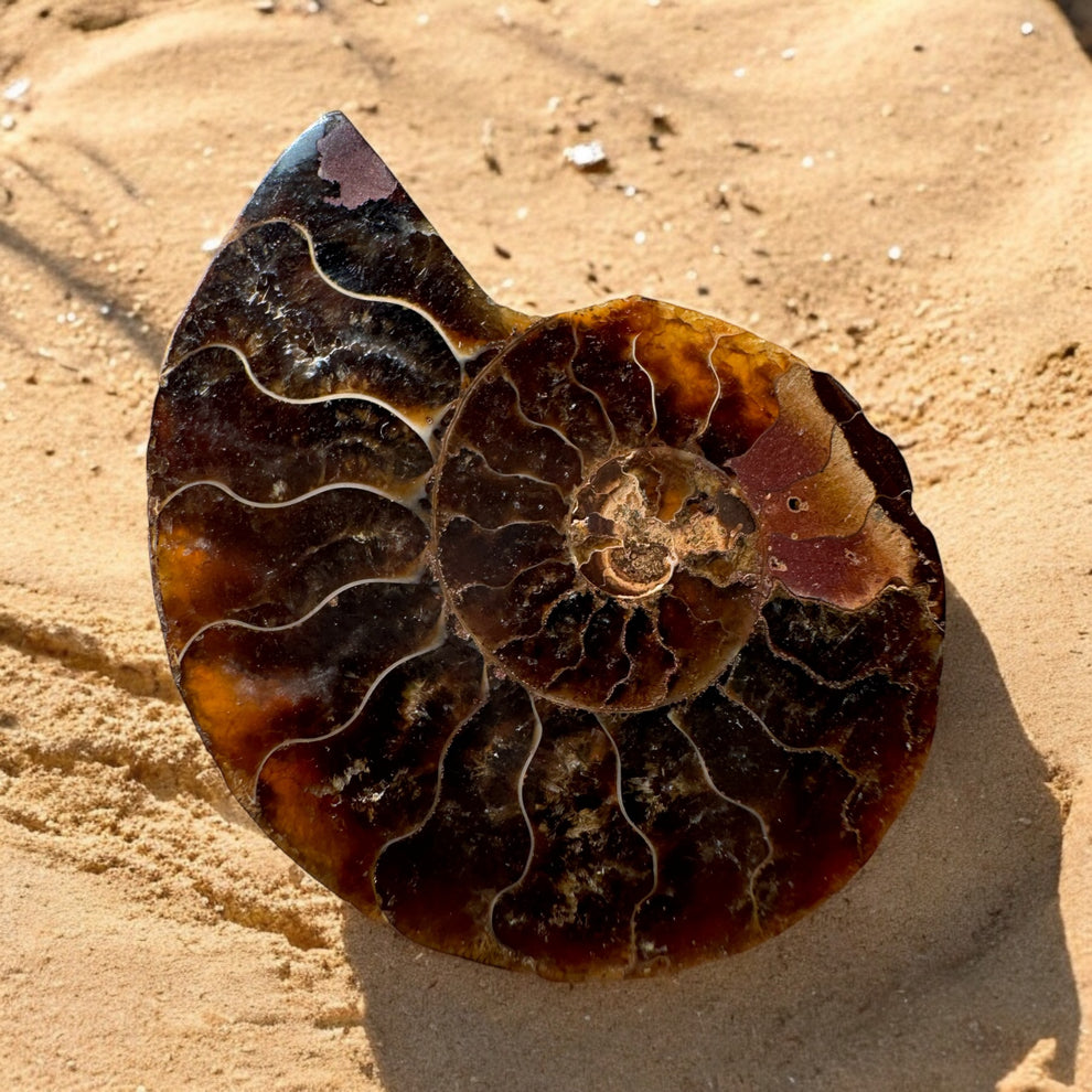 Ammonite Fossil (small) – Montrose Biology