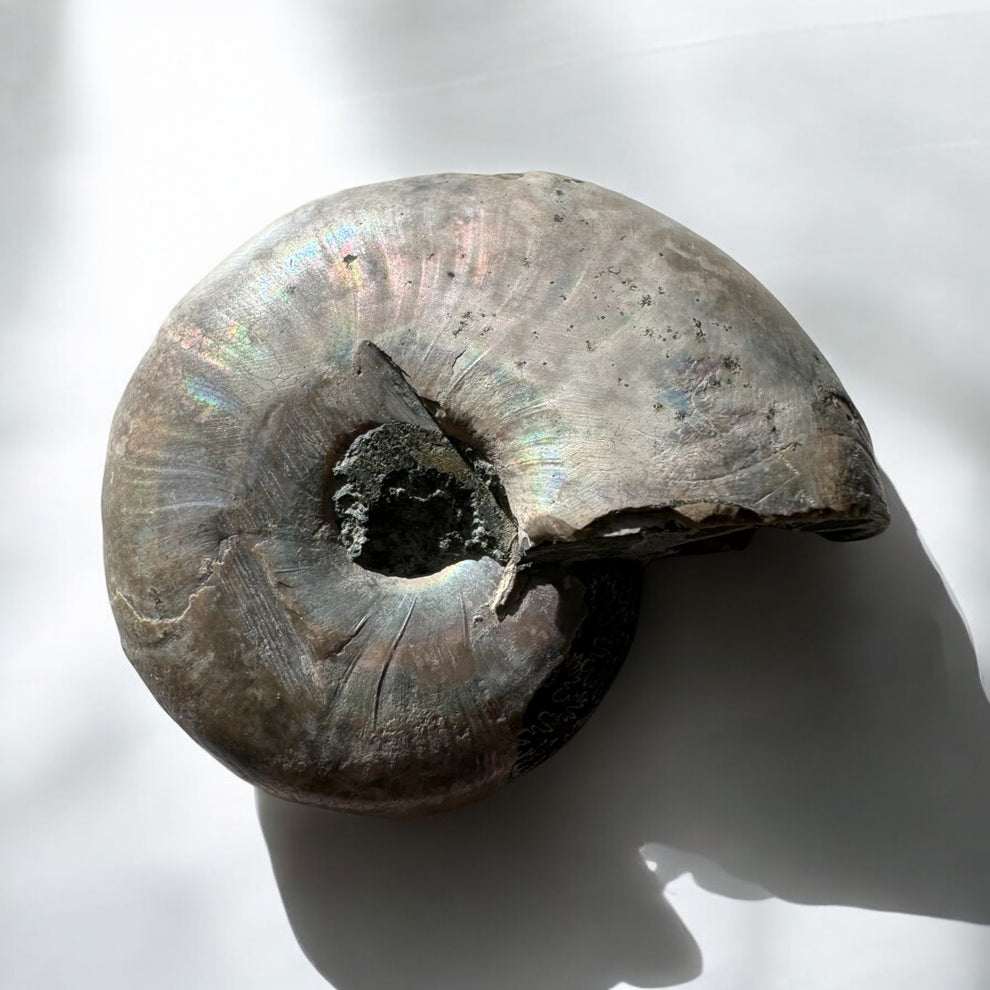 Ammonite Fossil (small) – Montrose Biology