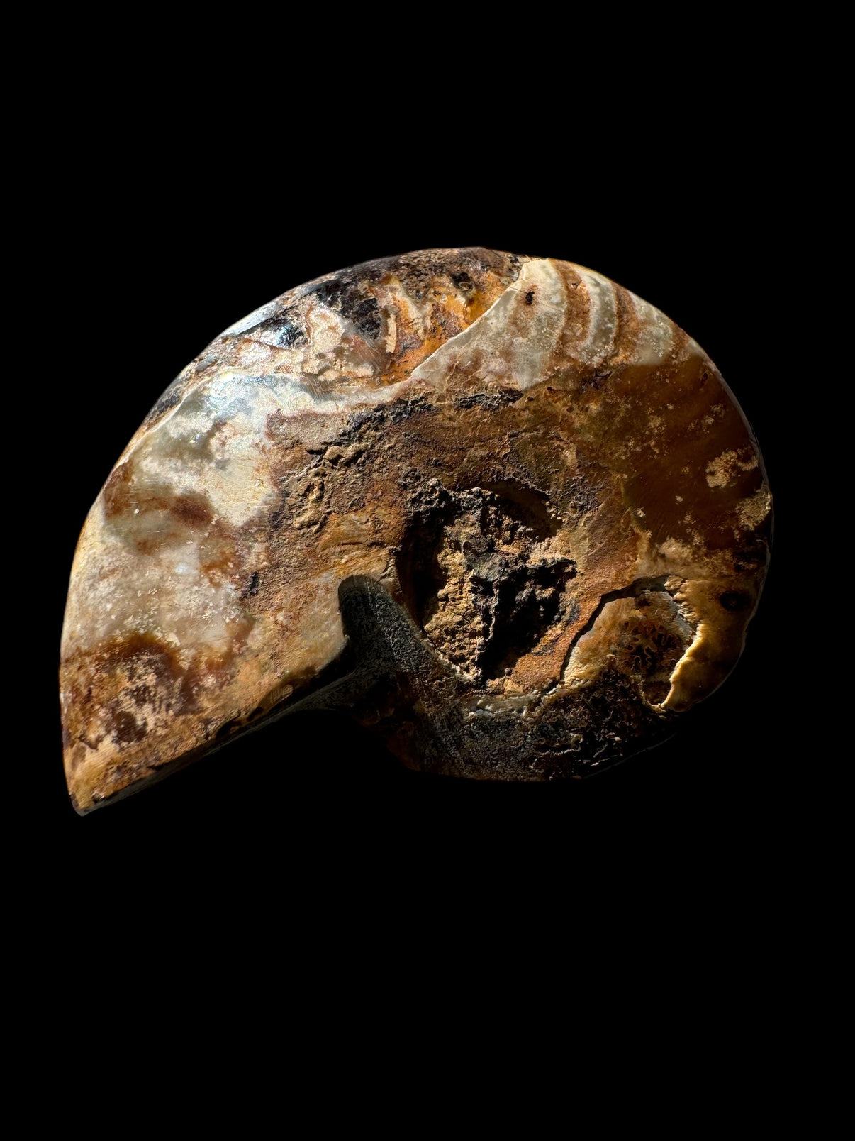 Ammonite Fossil (small) – Montrose Biology