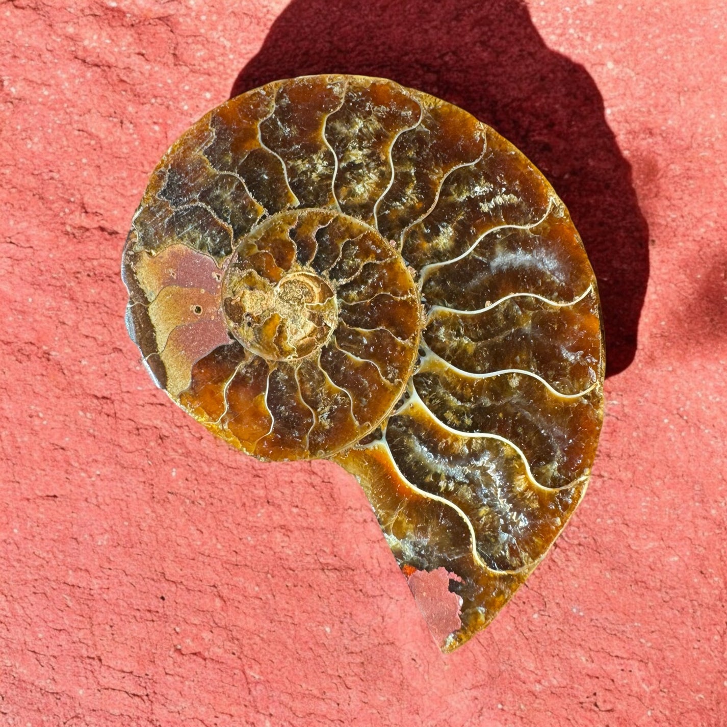Ammonite Fossil (small) – Montrose Biology